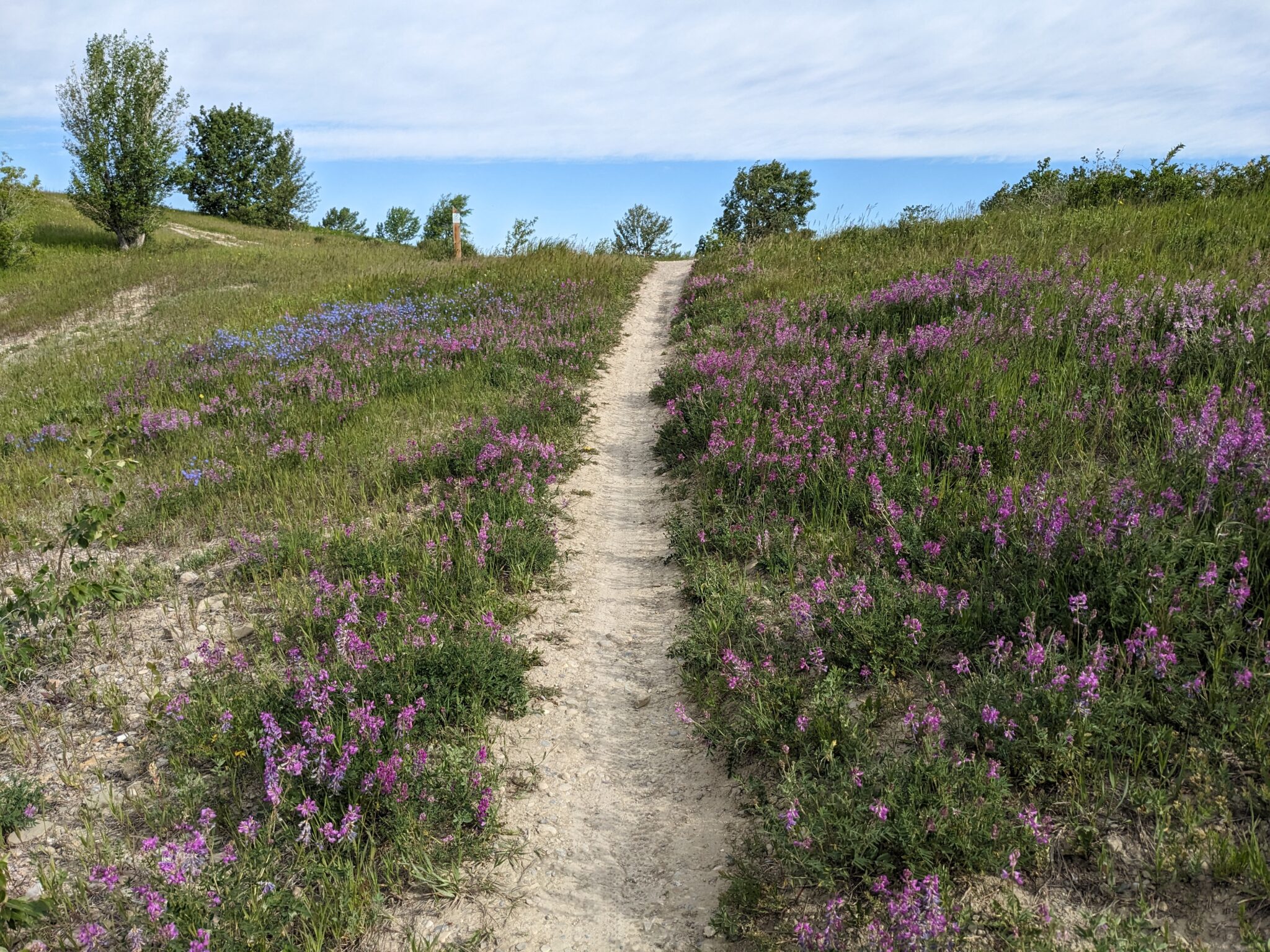The storied history of Calgary’s massive Nose Hill Park – Sandstone ...